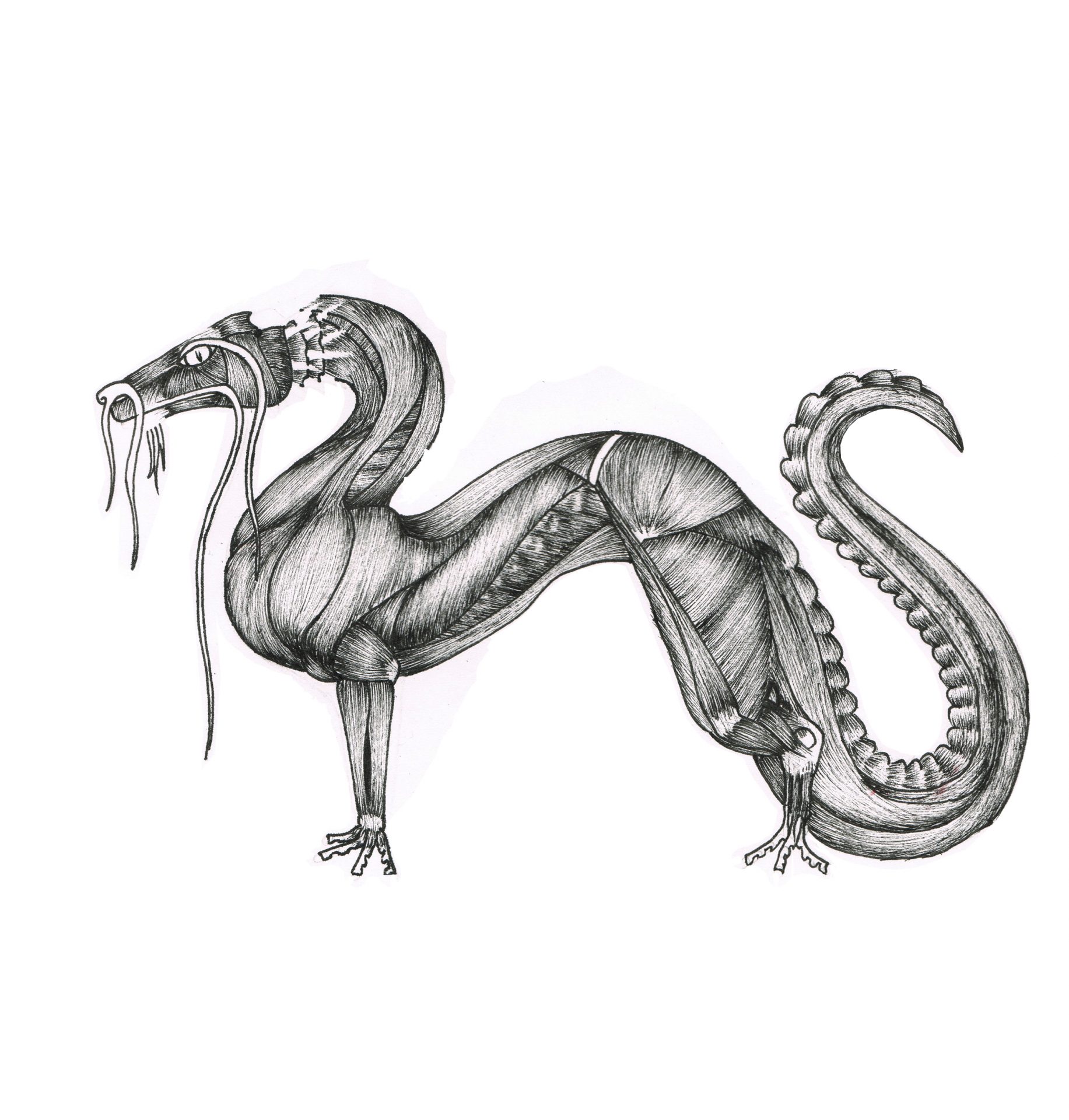 Anatomía - Verita'S Drakonis